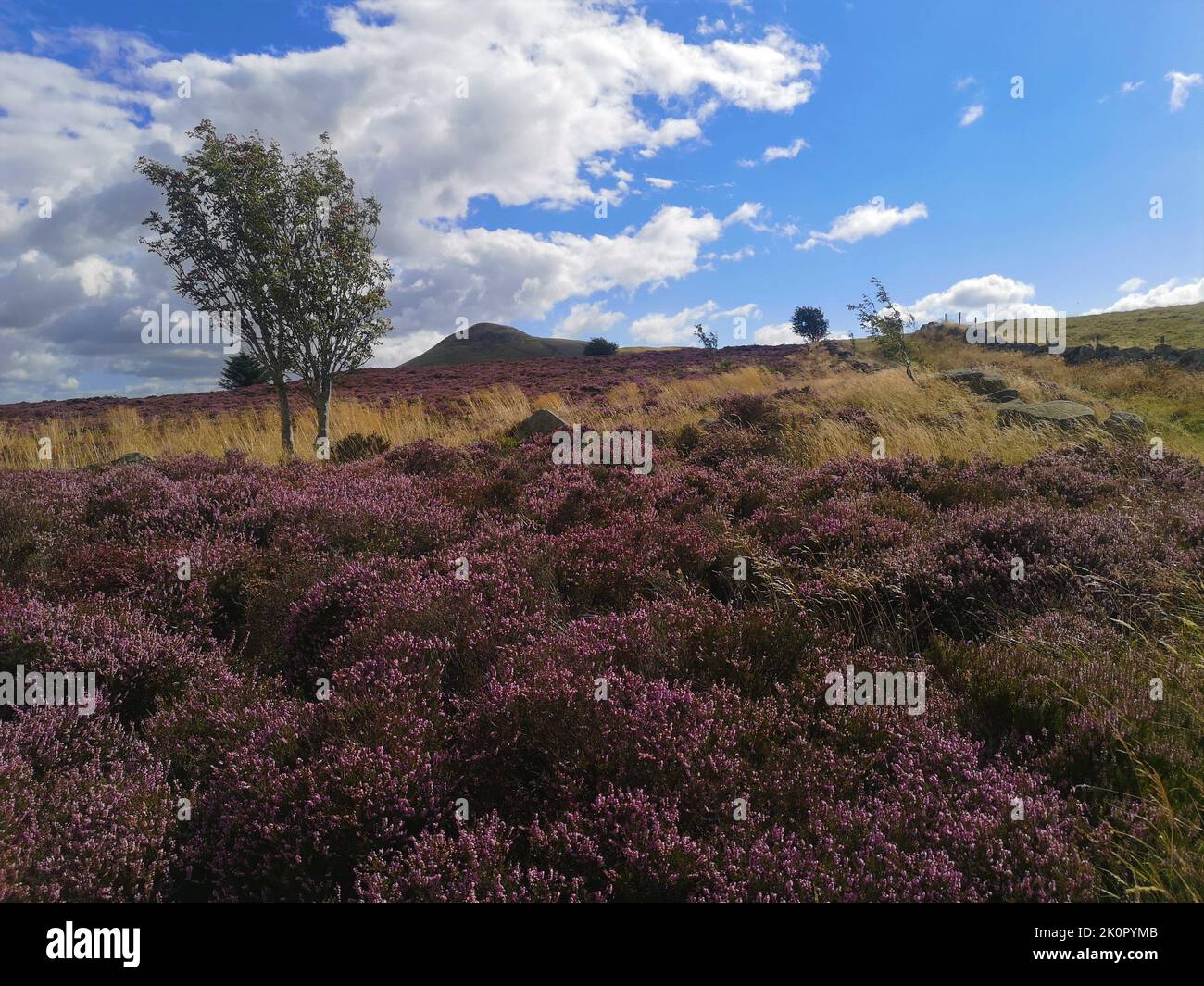 A view of the stunning late summer scenery on the slopes of east Lomond ...
