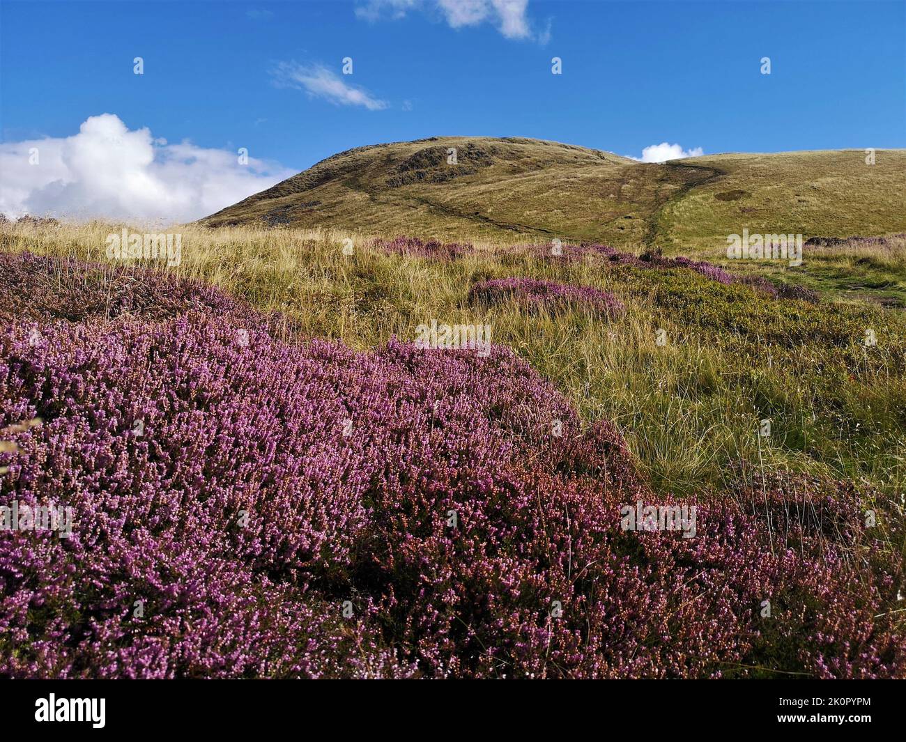 A view of the stunning late summer scenery on the slopes of east Lomond ...