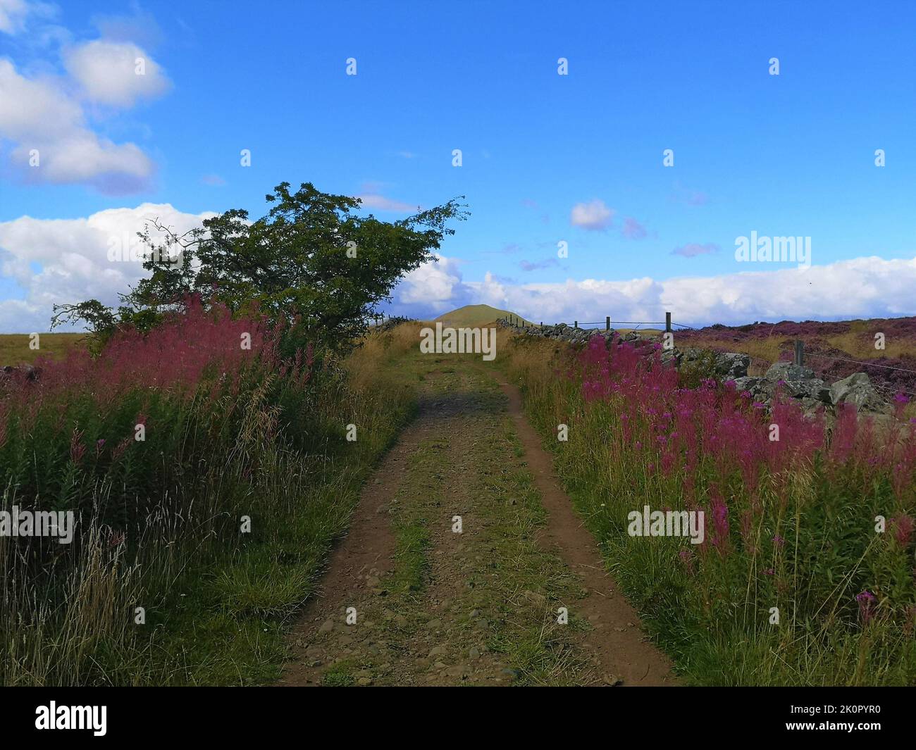 A view of the stunning late summer scenery on the slopes of east Lomond ...