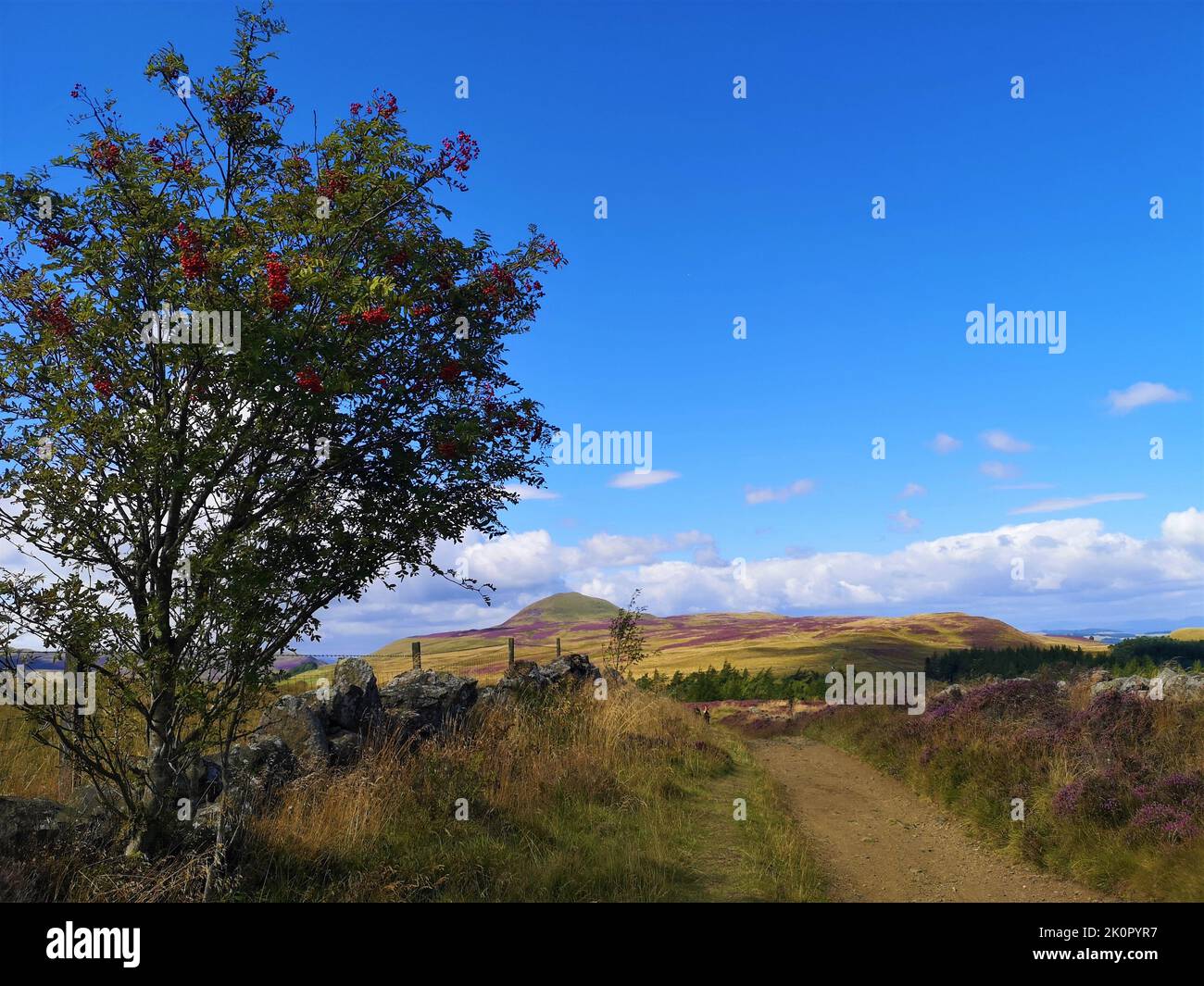 A view of the stunning late summer scenery on the slopes of east Lomond ...