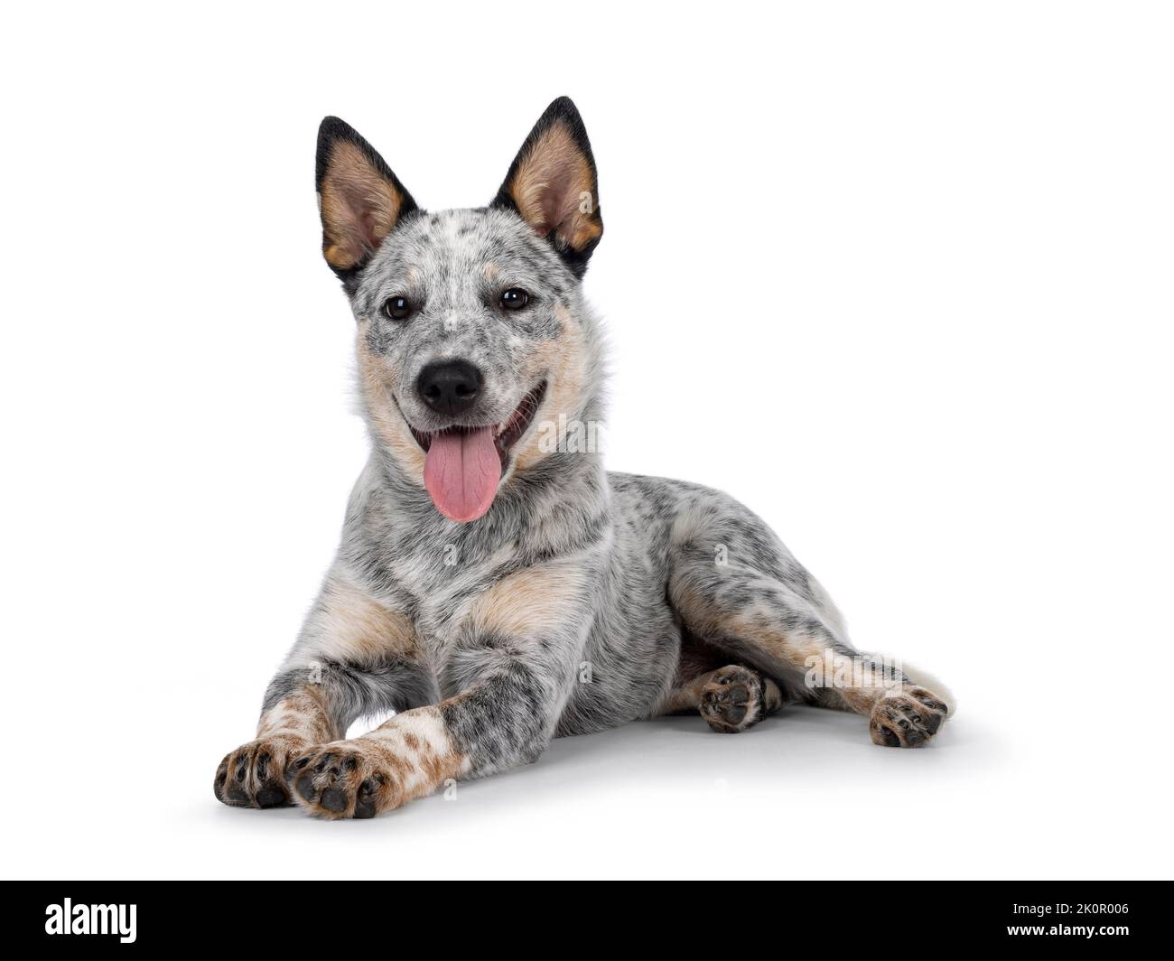 Sweet Cattle dog puppy, laying down side ways on wdge. Looking sweet ...