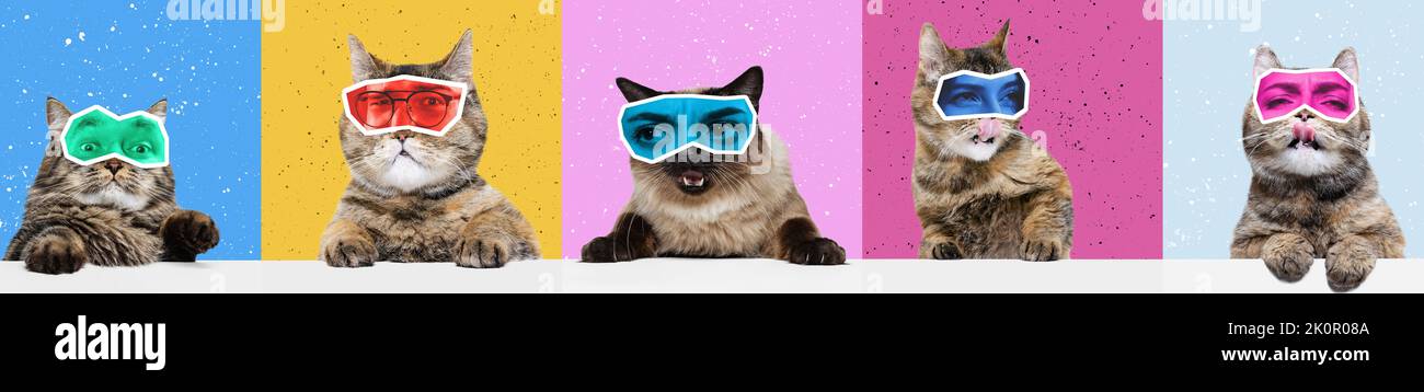 Collage with images of cute cats with human eyes expressive different ...