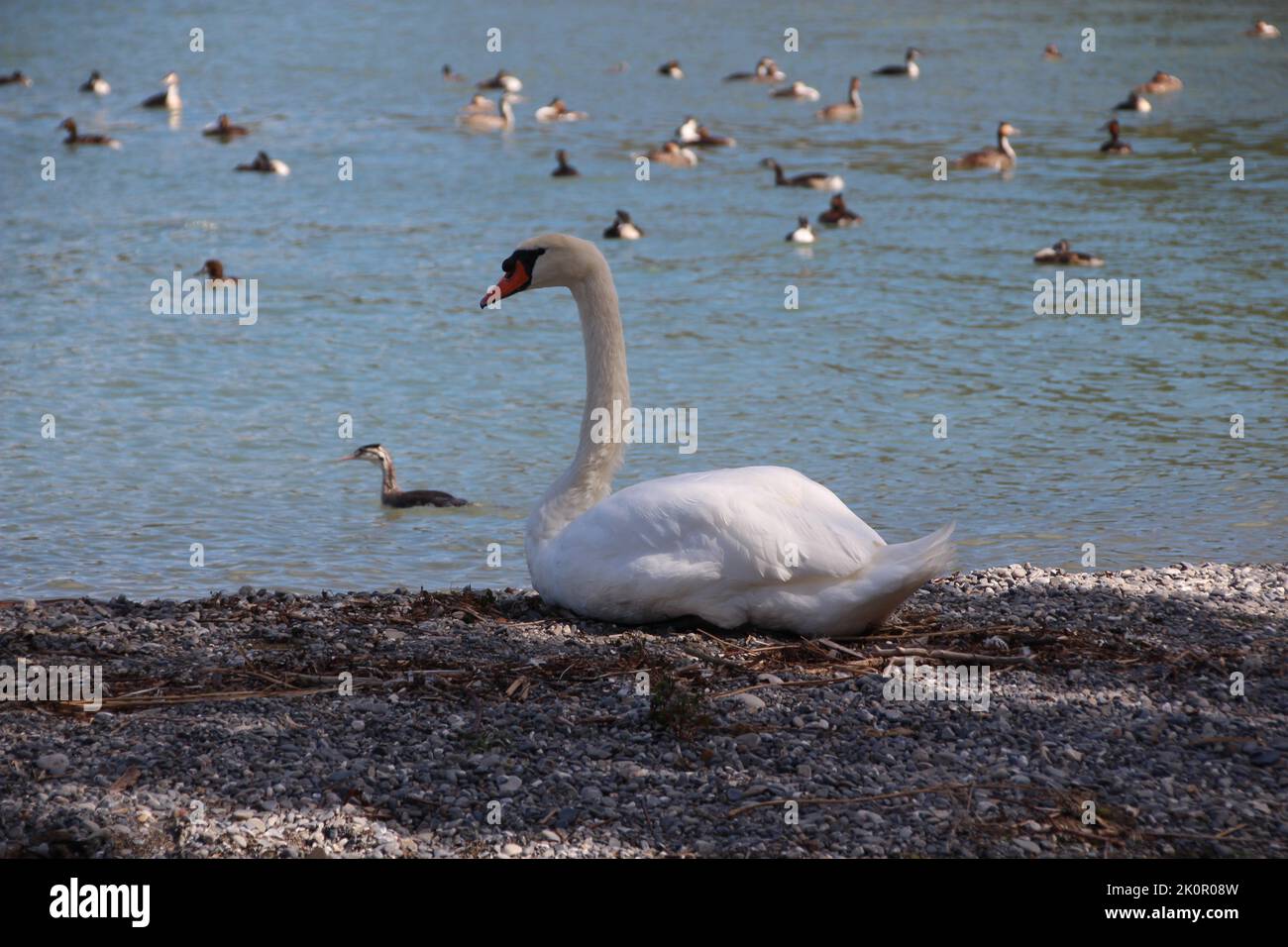 Nice swan at lake of Geneva Stock Photo - Alamy