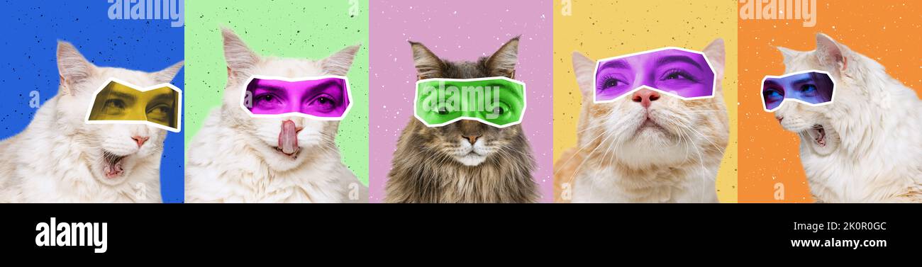 Collage with images of cute cats with human eyes expressive different ...