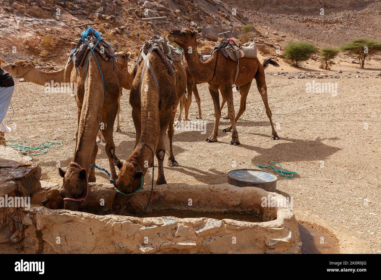 Camels drinking water from a well in the Sahara desert. Watering of a ...