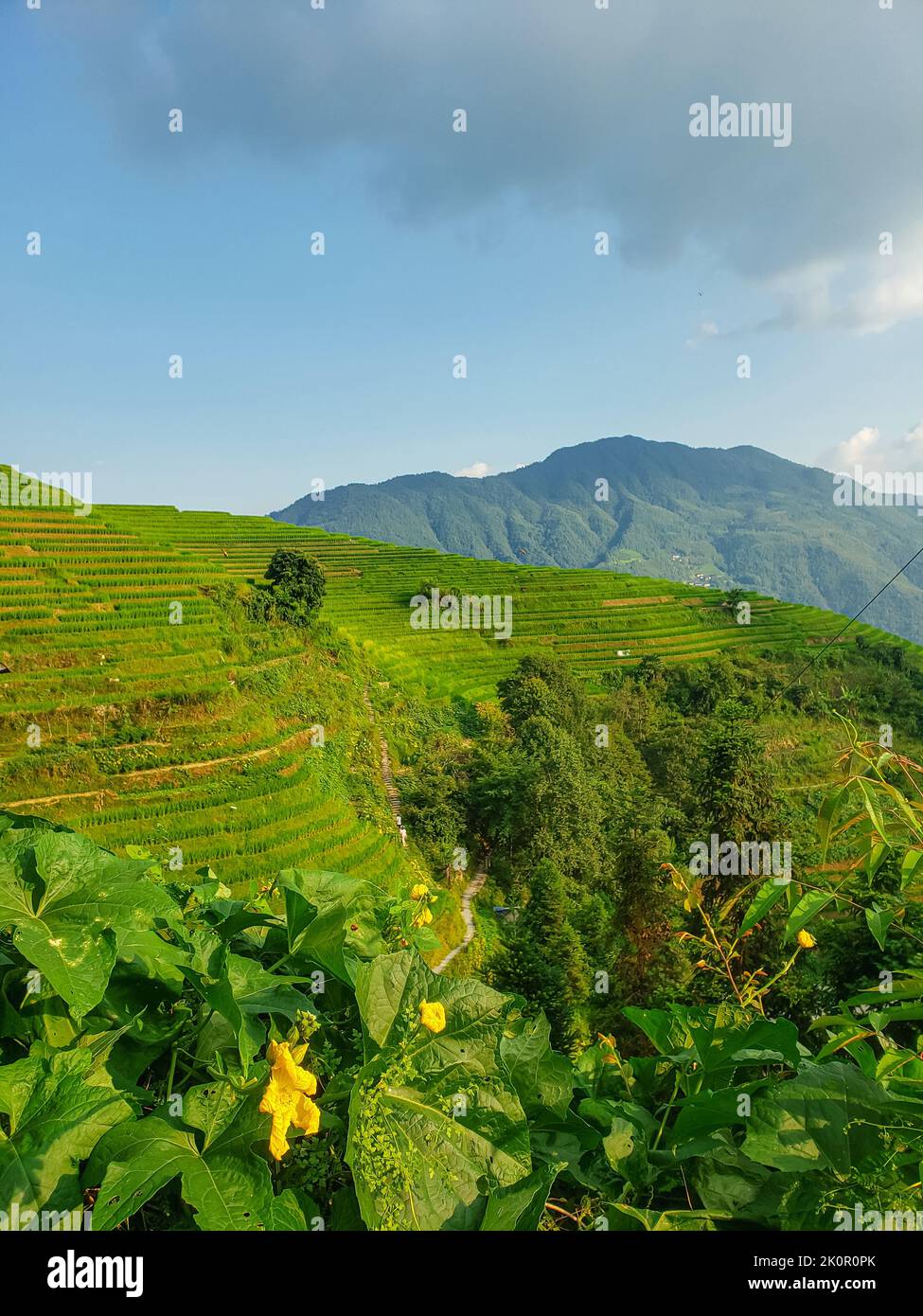 Rice fields in China. Photo of rice field. Background of magical ...