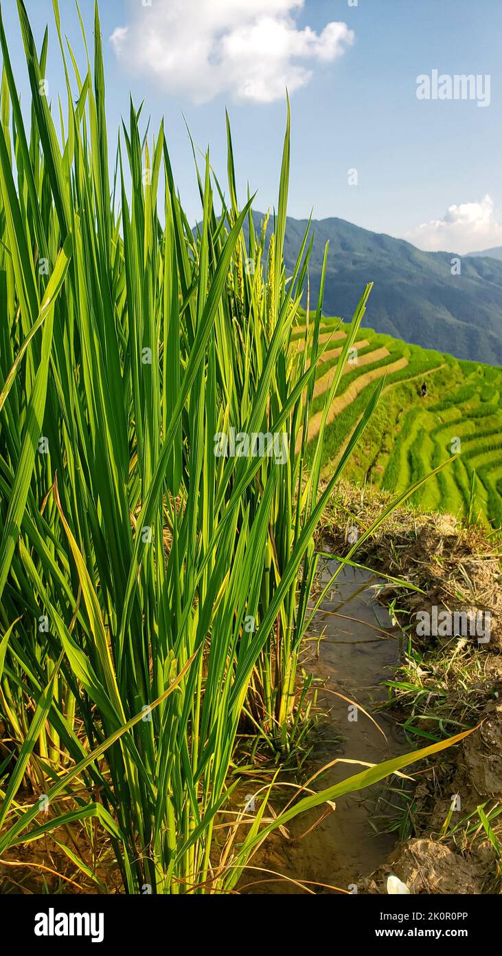 Growing rice in China. View of sprouting green stalks of rice in water ...