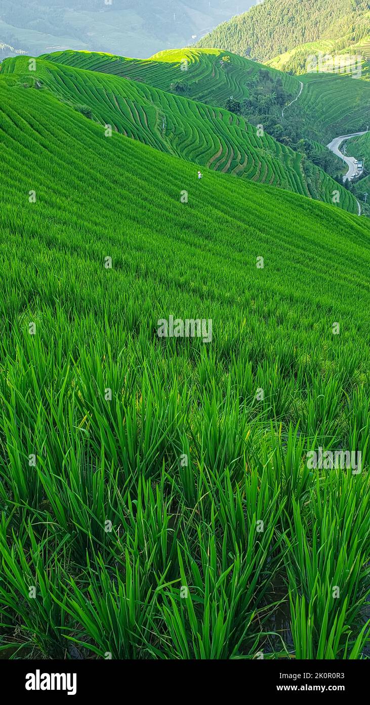 Rice terrace fields in China. Close-up vertical photo of rice field ...