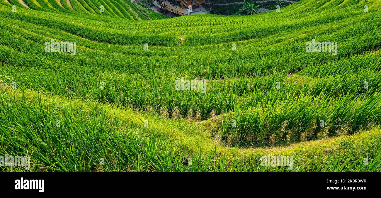 Rice terrace fields in China. Close-up panoramic photo of rice field ...