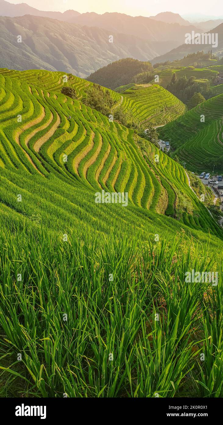 Rice terrace fields in China. Close-up vertical photo of rice field ...