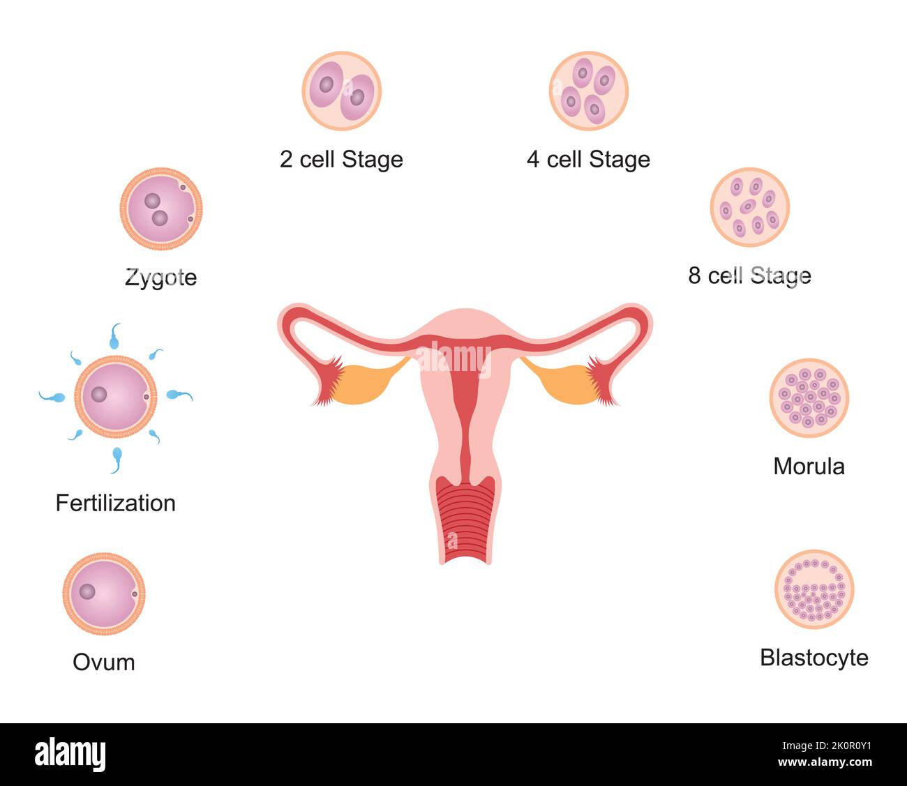 Scientific Designing of Human Embryo Development. Colorful Symbols. Vector Illustration Stock ...