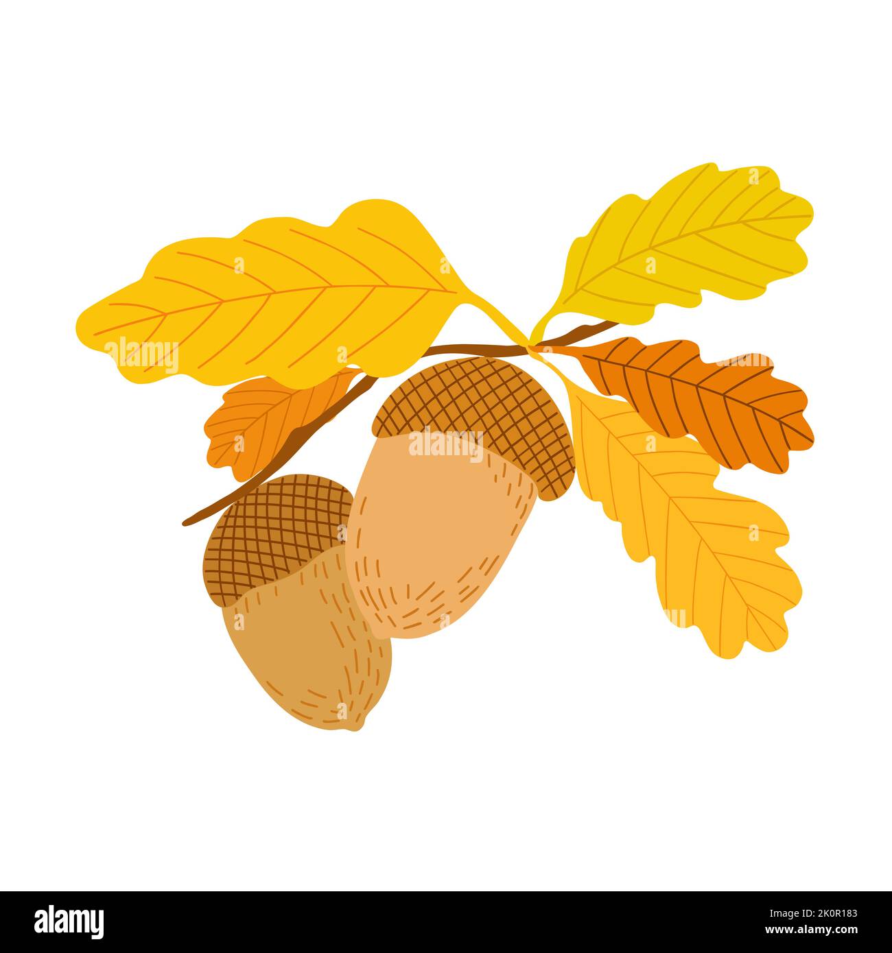 Acorn, oak tree seed and leaves branch, simple hand drawn flat style ...
