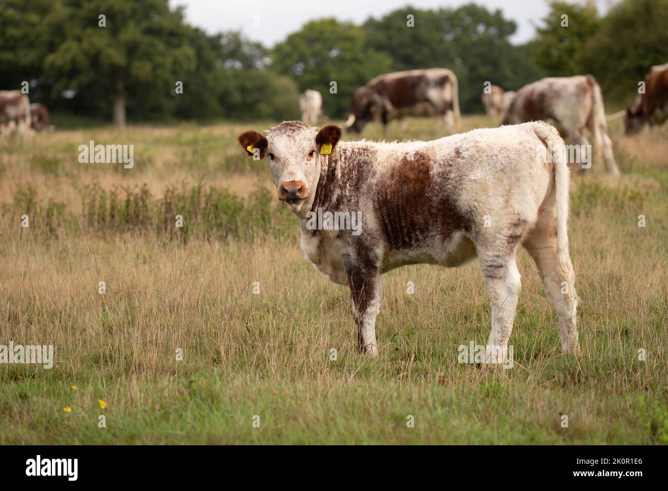 Longhorn adult cow and calf at Knepp Wilding Project Estate Stock Photo ...