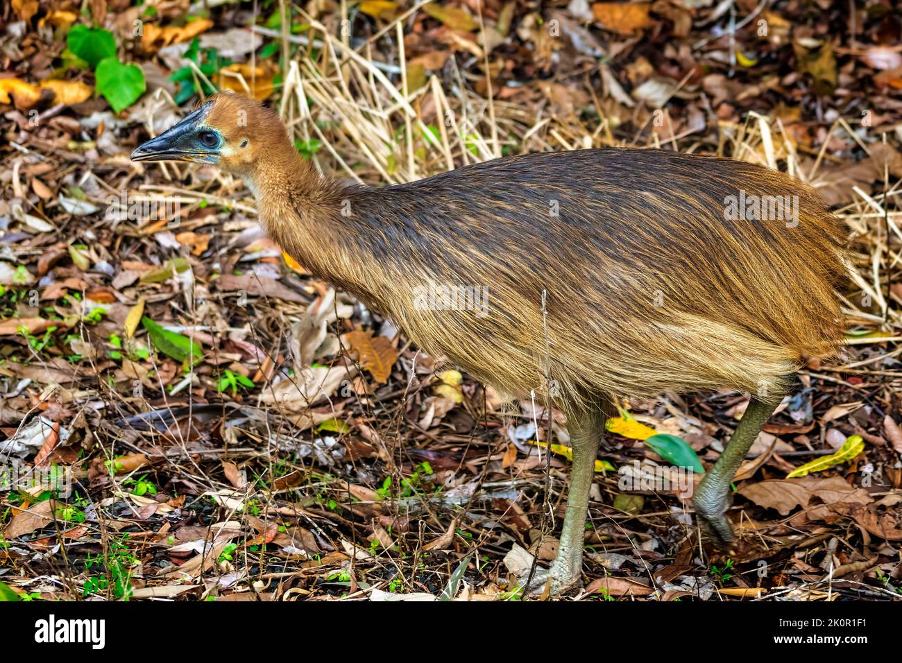 Juvenile Southern cassowary (Casuarius casuarius) camouflaged against ...