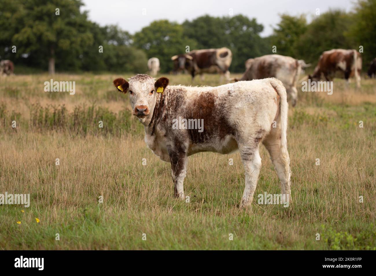 Longhorn adult cow and calf at Knepp Wilding Project Estate Stock Photo ...