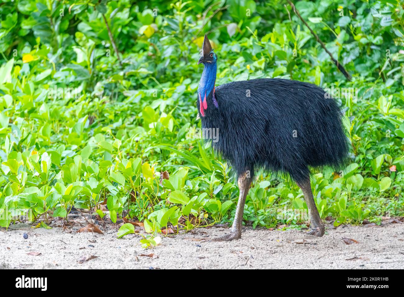 Southern cassowary (Casuarius casuarius) on beach at Etty Bay, near ...