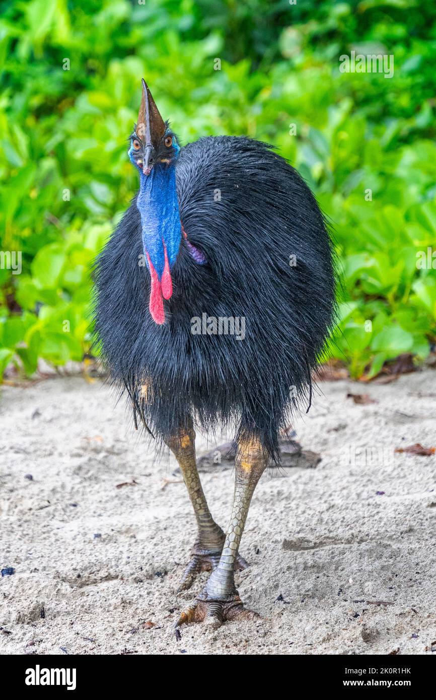 Southern cassowary (Casuarius casuarius) on beach at Etty Bay, near ...