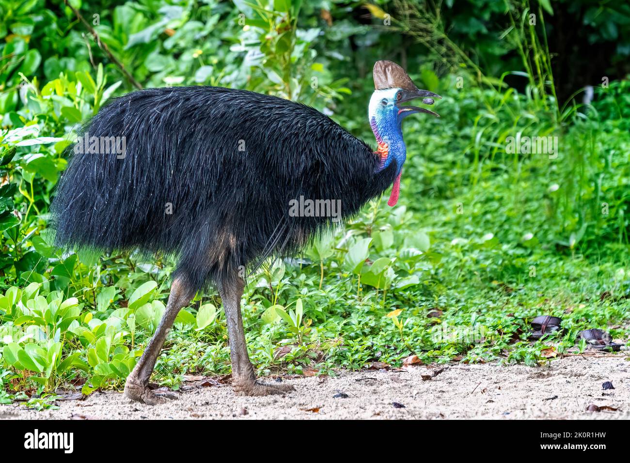 Southern cassowary (Casuarius casuarius) on beach at Etty Bay, near ...