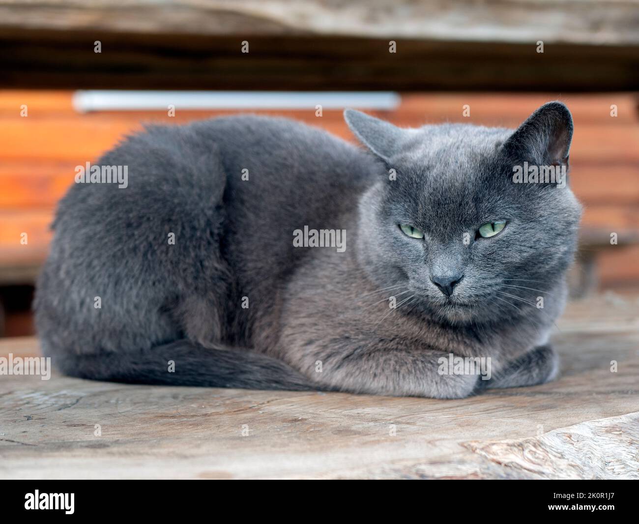 Russian blue cat green eyes hi-res stock photography and images - Alamy