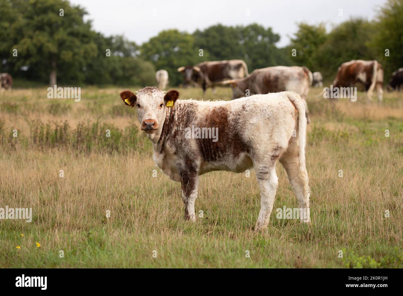 Longhorn adult cow and calf at Knepp Wilding Project Estate Stock Photo ...