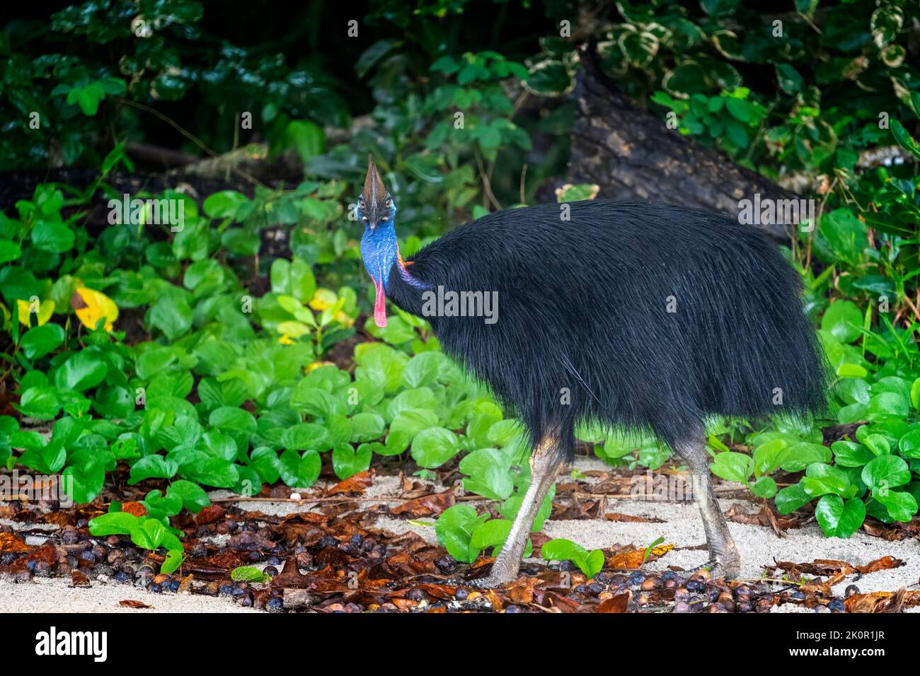 Southern cassowary (Casuarius casuarius) lookin at camera, Etty Bay ...