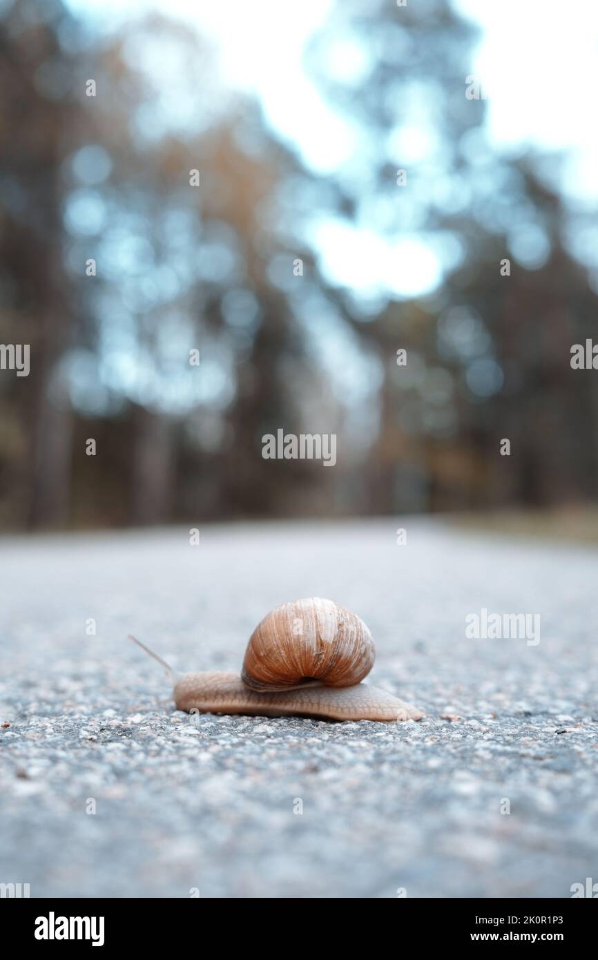 snail crossing the road Stock Photo - Alamy