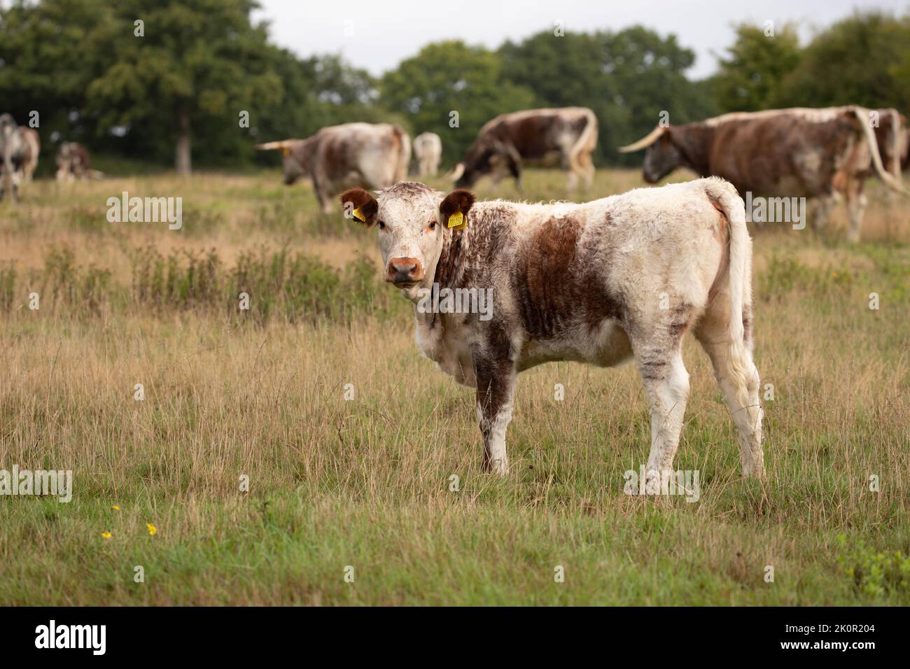 Cattle england rewilding hi-res stock photography and images - Alamy
