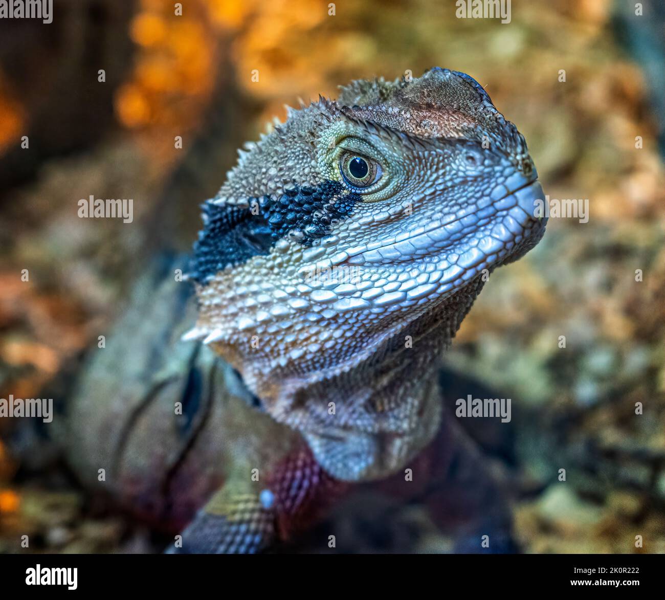 Blue Water Dragon Lizard