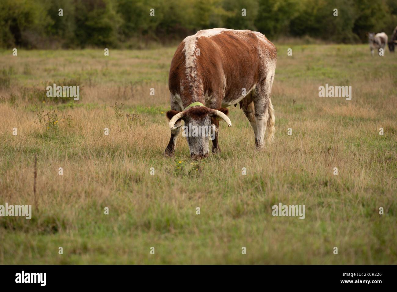 Longhorn adult cow and calf at Knepp Wilding Project Estate Stock Photo ...