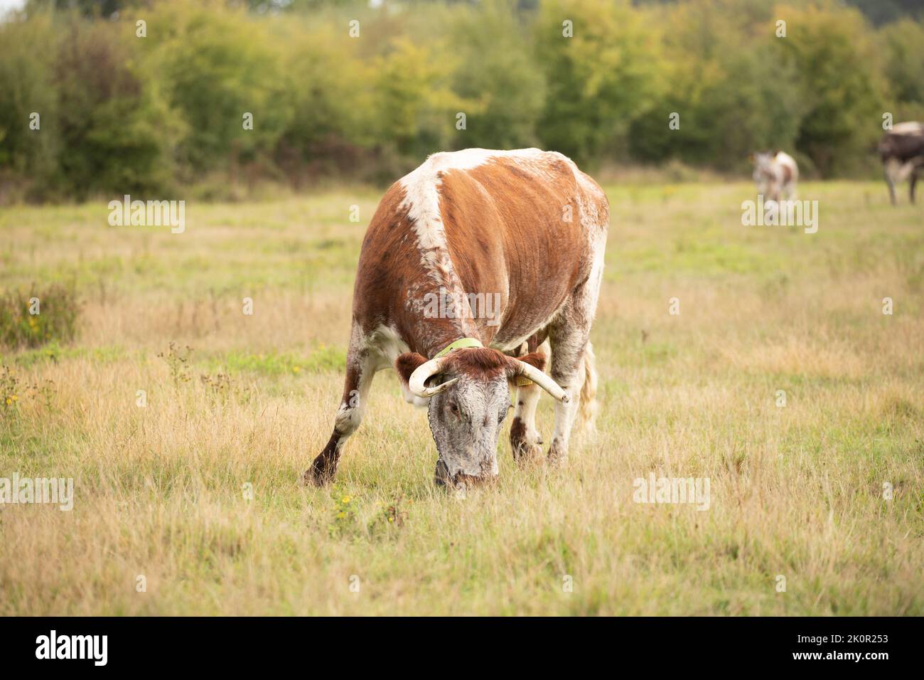 Longhorn adult cow and calf at Knepp Wilding Project Estate Stock Photo ...