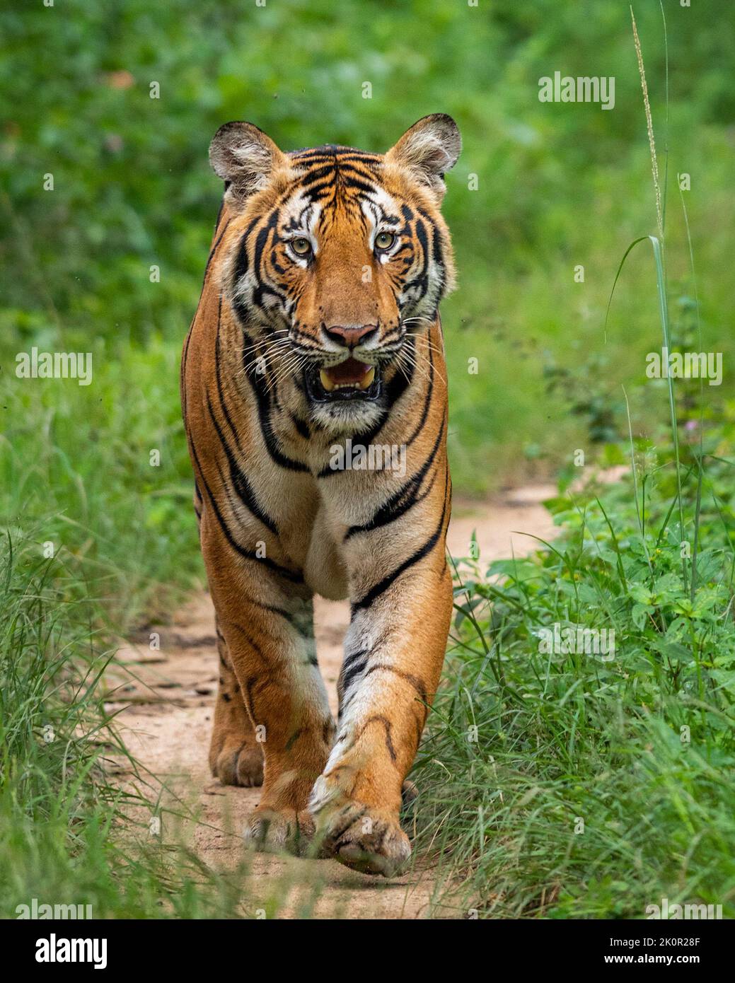 A stunning Bengal tiger. Karnataka, India: THESE INCREDIBLE photos show ...
