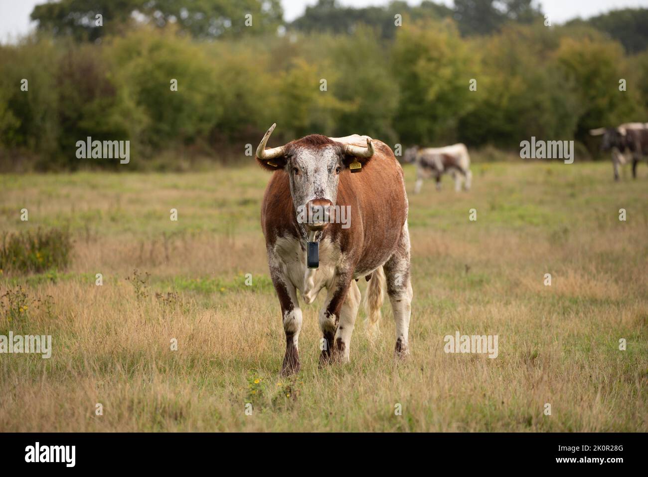 Longhorn adult cow and calf at Knepp Wilding Project Estate Stock Photo ...