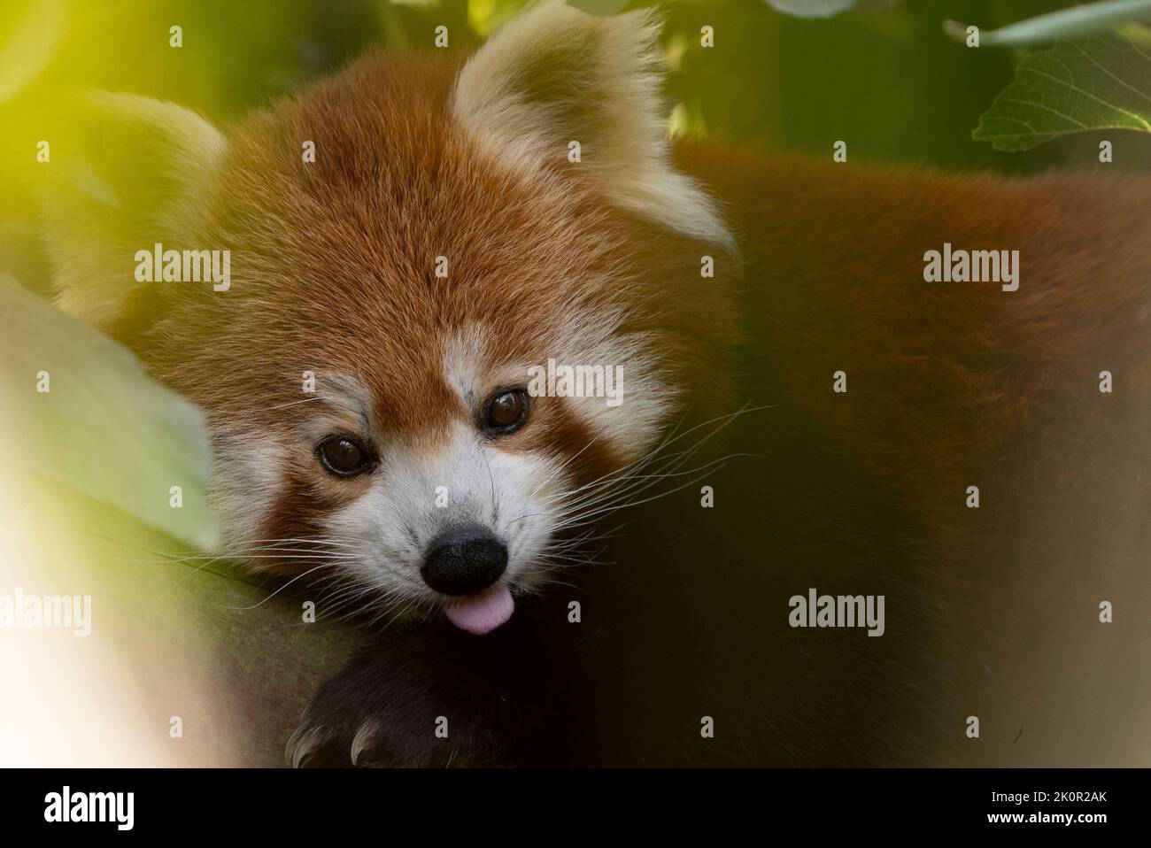 red panda (Ailurus fulgens), or lesser panda Stock Photo - Alamy