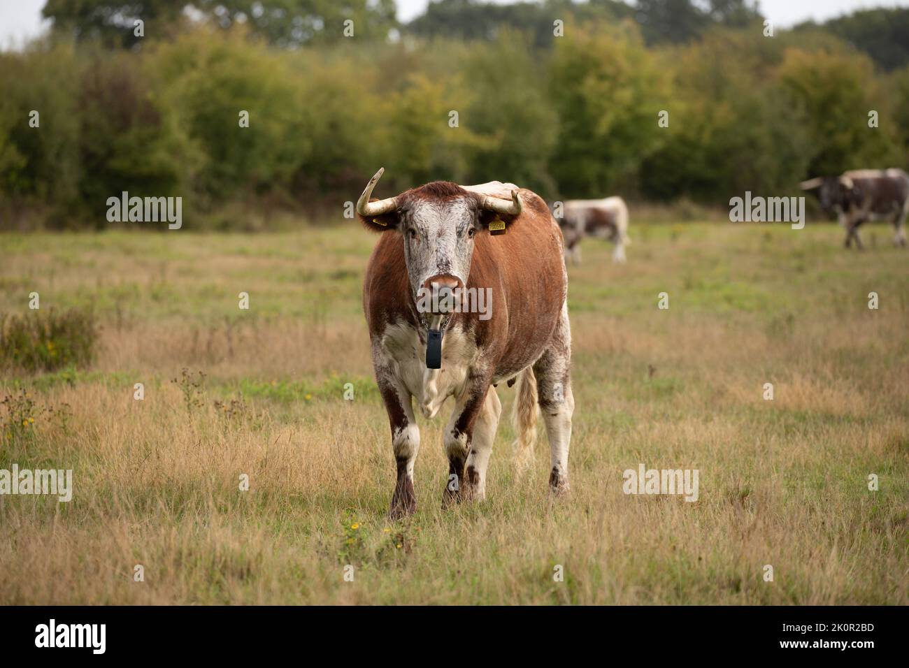 Longhorn adult cow and calf at Knepp Wilding Project Estate Stock Photo ...