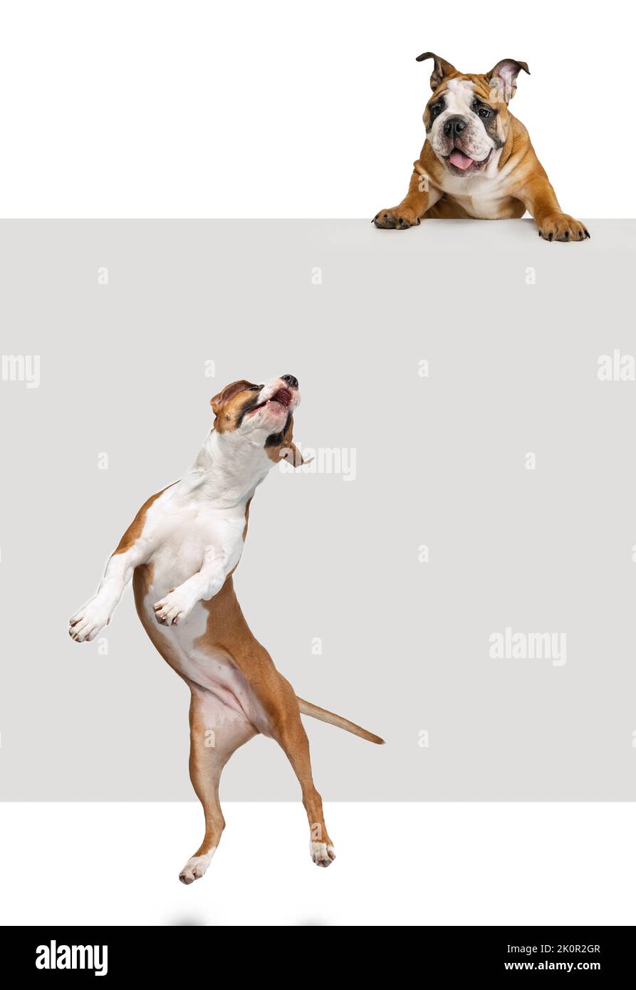 Two funny dogs of different breeds playing, sitting and jumping ...