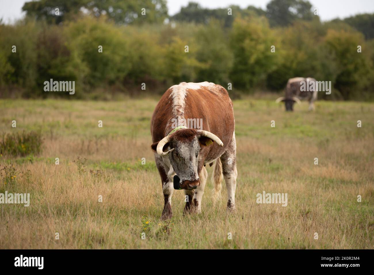 Longhorn adult cow and calf at Knepp Wilding Project Estate Stock Photo ...