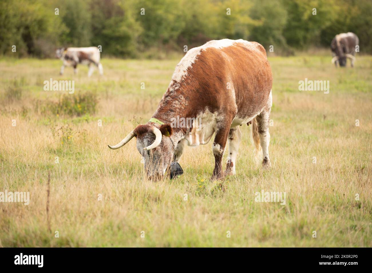 Longhorn adult cow and calf at Knepp Wilding Project Estate Stock Photo ...