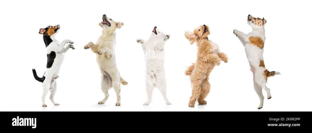 Group of different purebred dogs standing, jumping, looking up isolated ...