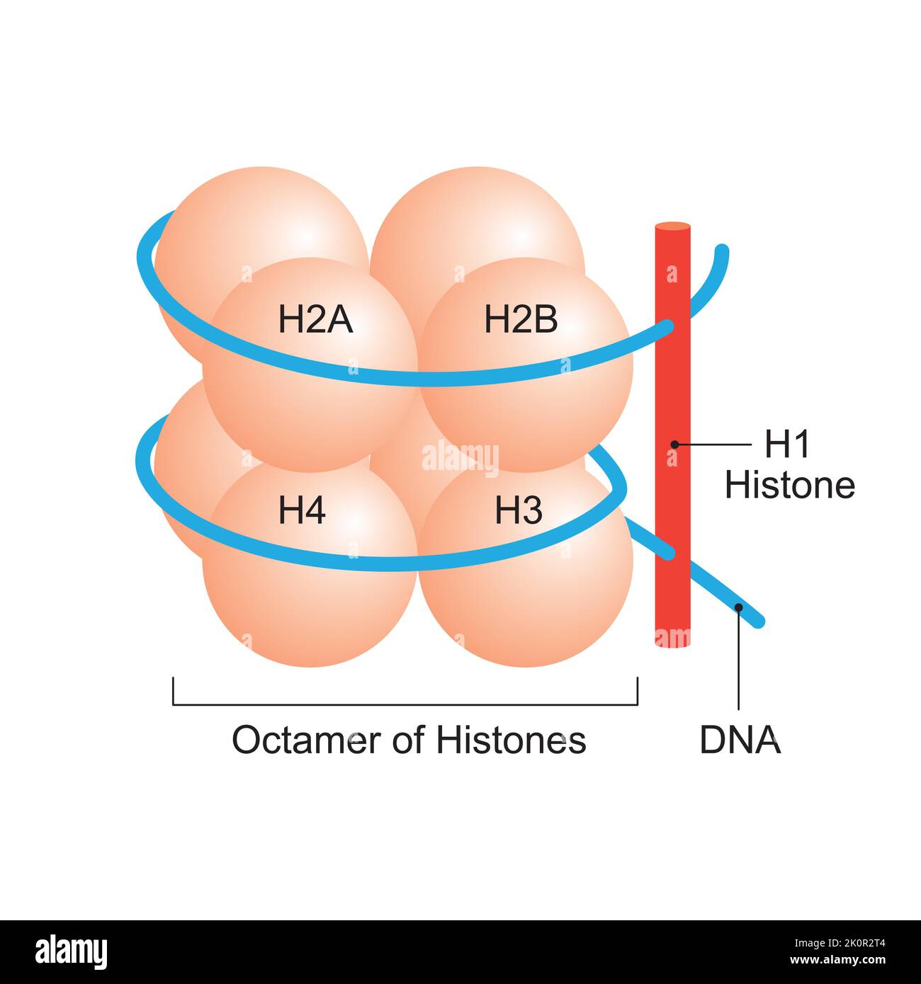 Histone octamer Stock Vector Images - Alamy