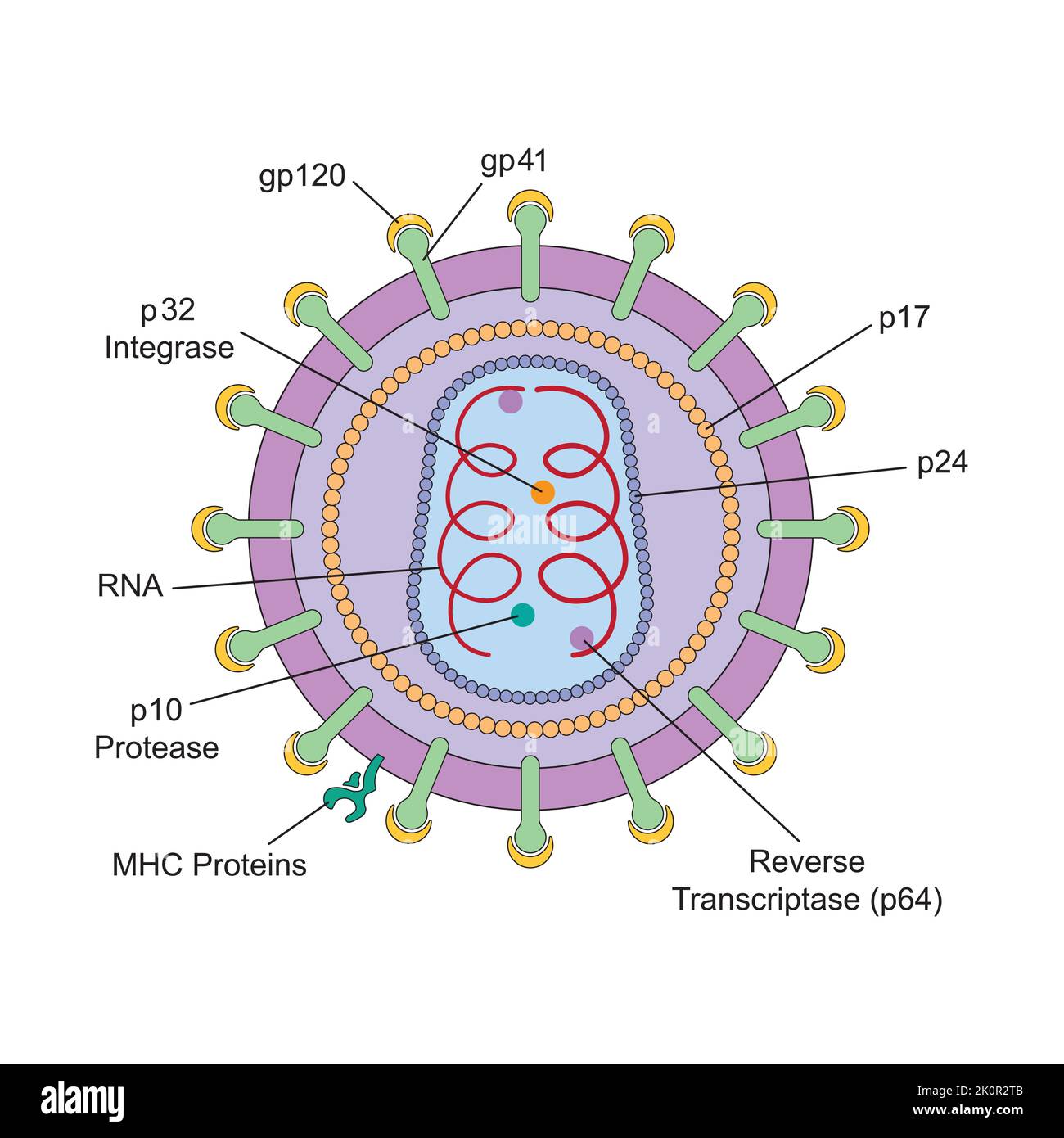 Scientific Designing of Human Immunodeficiency Virus (HIV) Structure ...