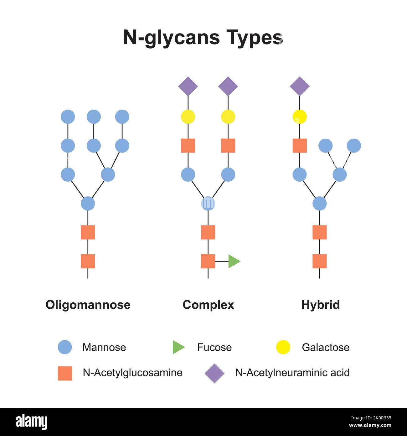 Scientific Designing of N-glycans Types. Oligomannose, Complex and ...