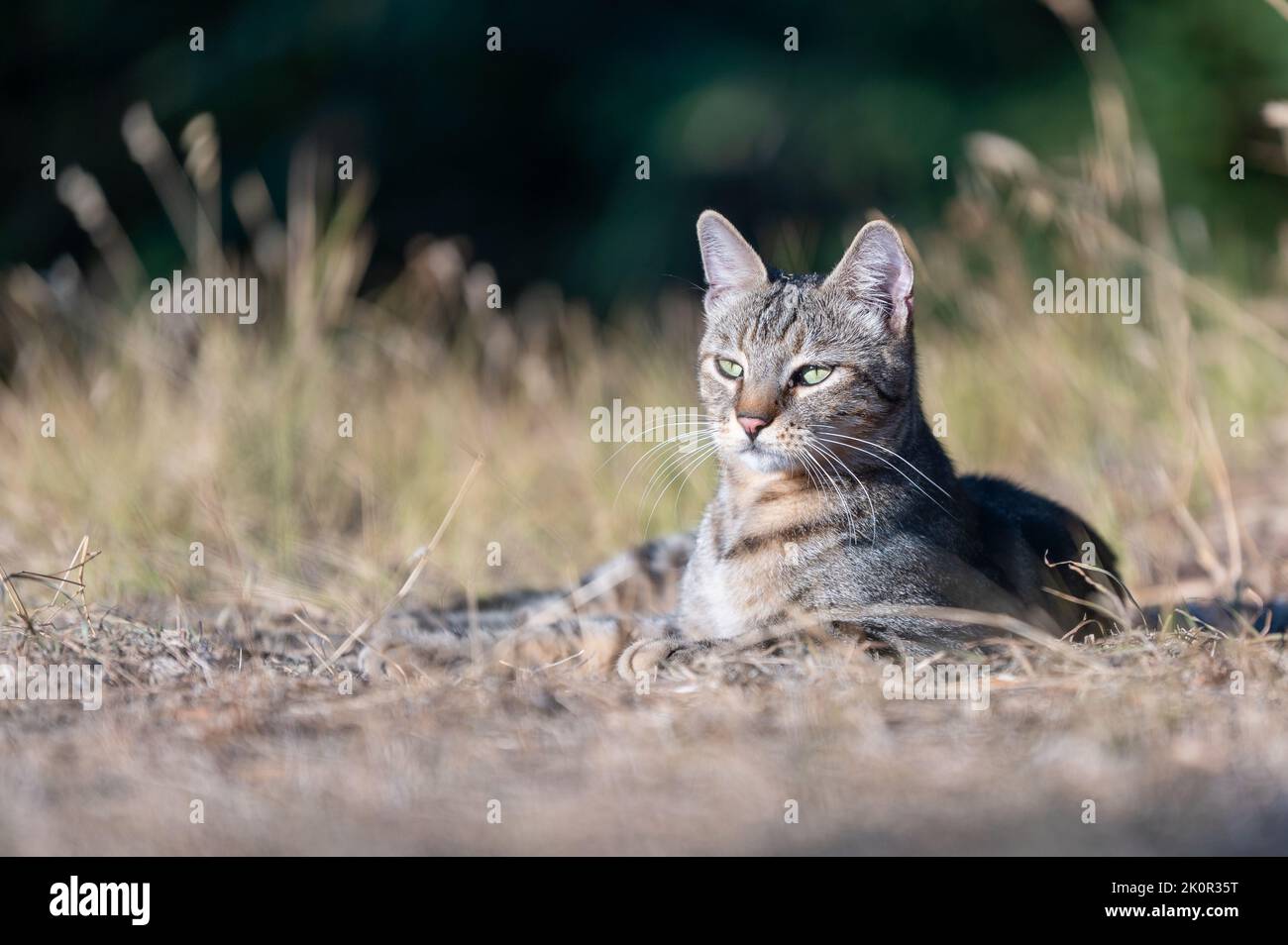 beautiful cat on a field Stock Photo - Alamy