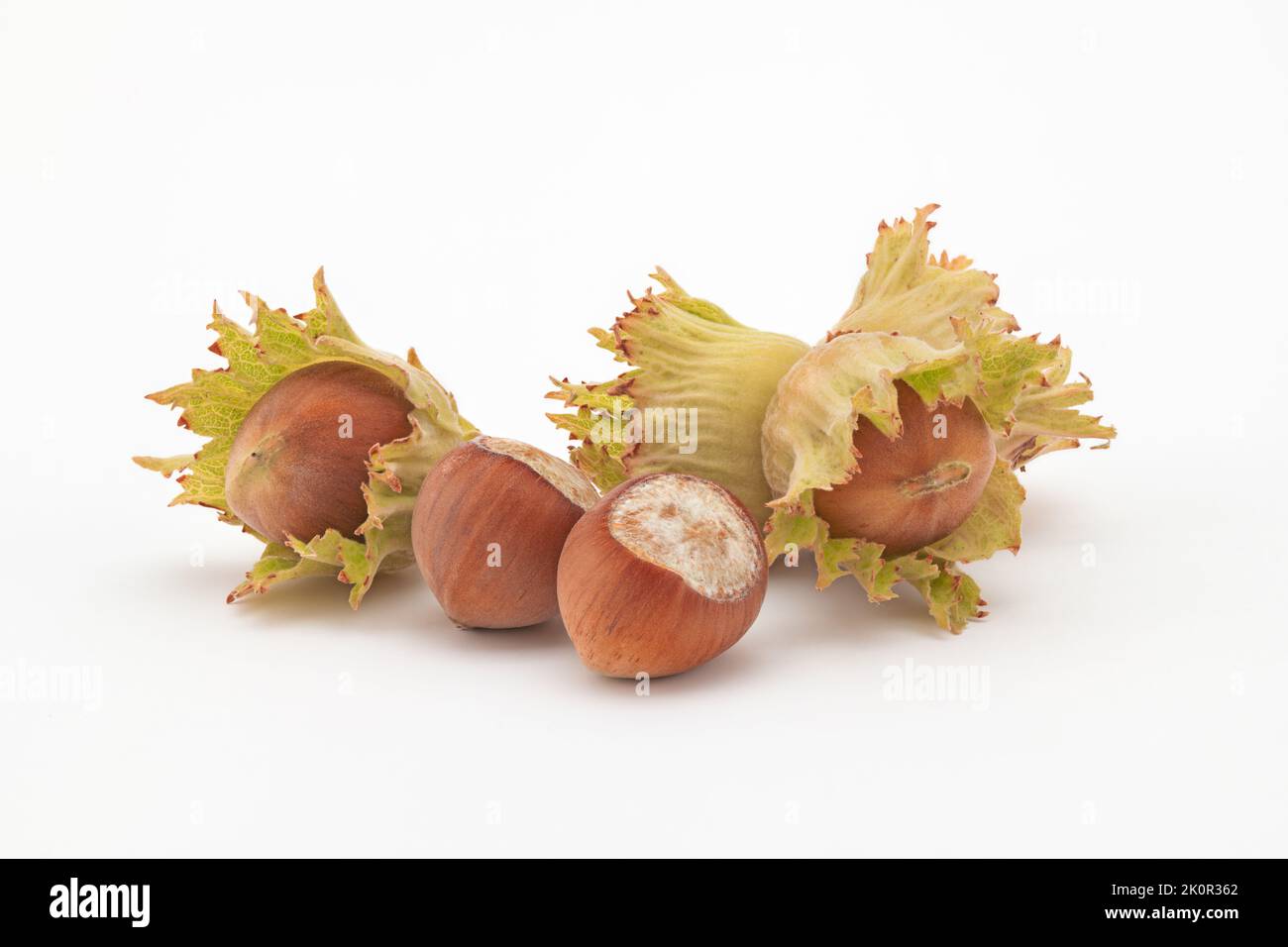 Group of hazelnuts on White Background Stock Photo - Alamy