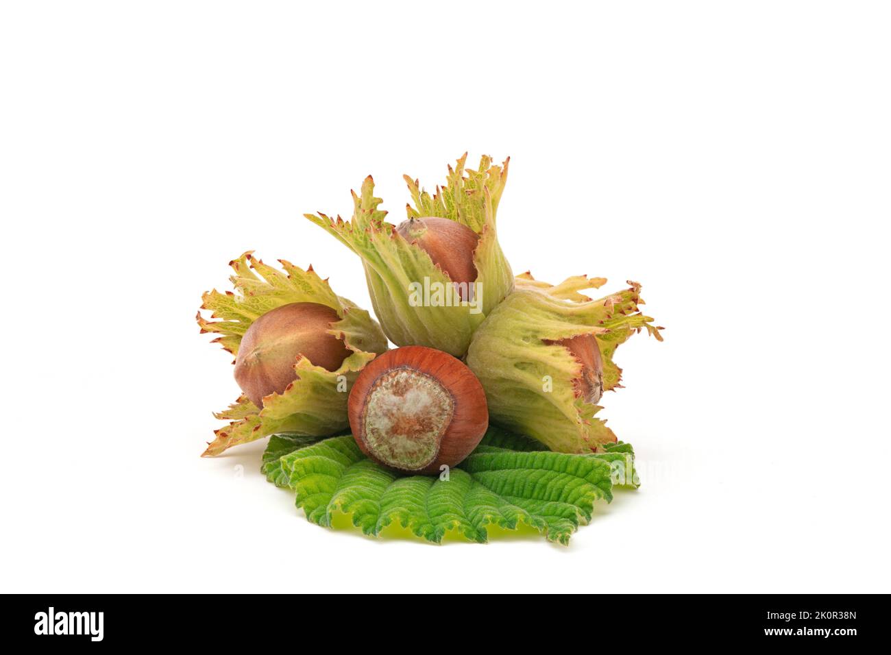 Hazelnuts shell green leaf on hi-res stock photography and images - Alamy