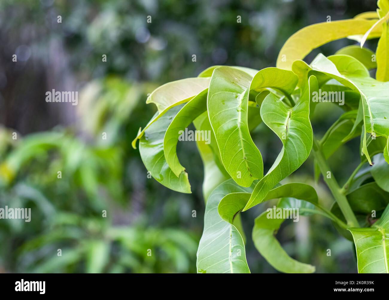 Young branch of a mango tree close up with copy space Stock Photo - Alamy