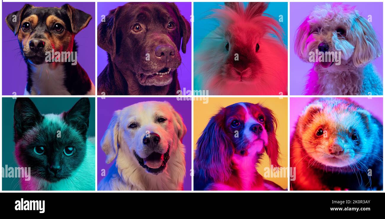 Set of images of cute dogs of different breeds, cat and rabbit on ...