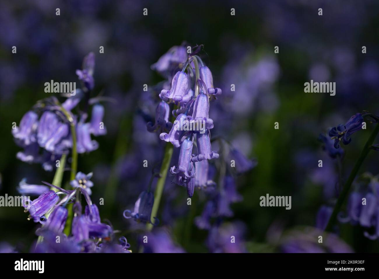 Bluebells in the late Spring sunshine Stock Photo - Alamy