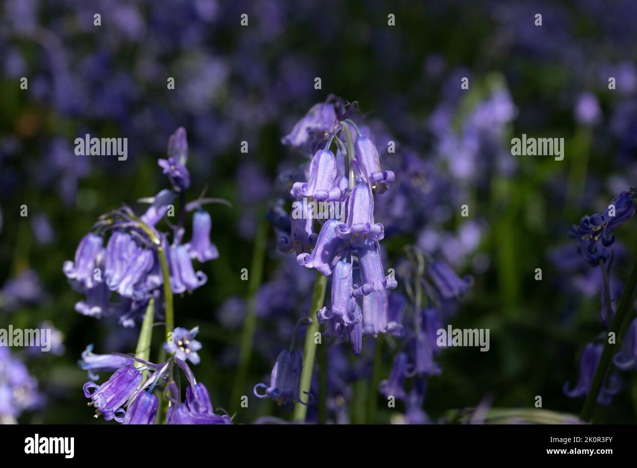 Drooping bell shape flowers hi-res stock photography and images - Alamy