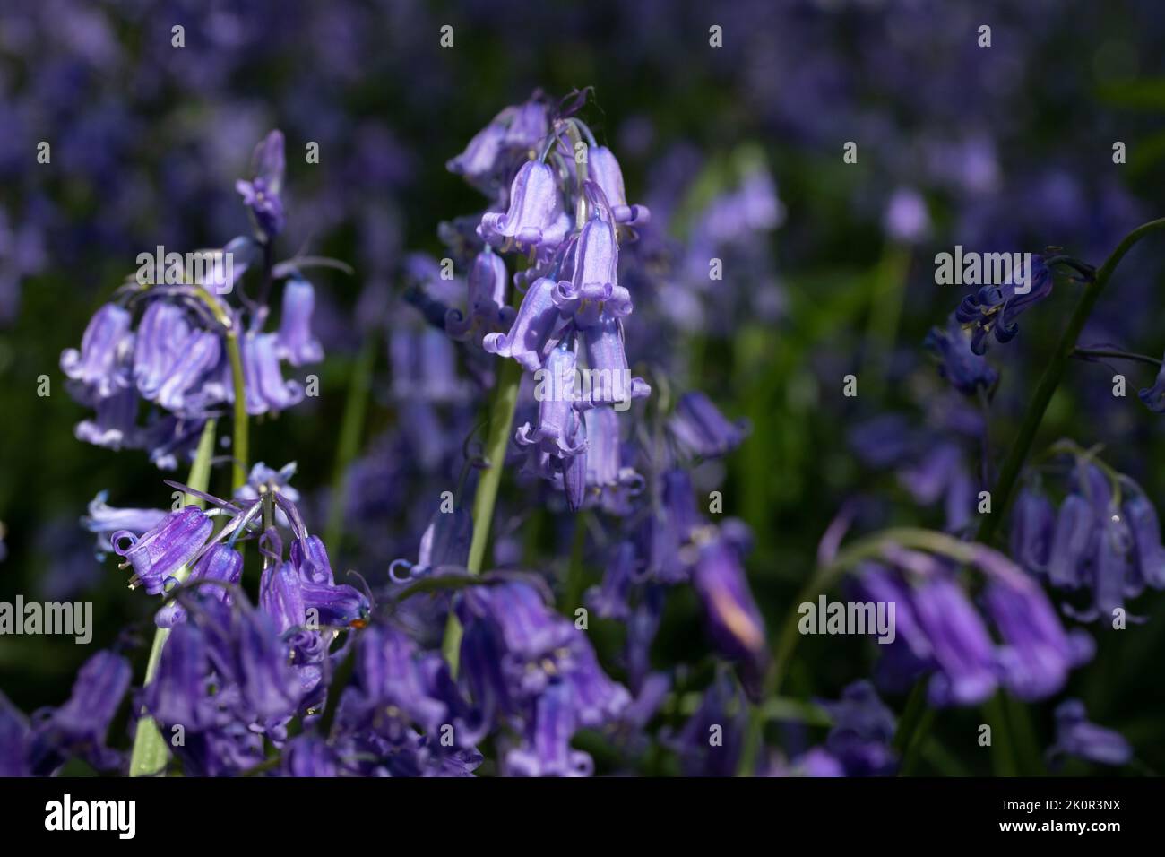 British native bluebells hi-res stock photography and images - Alamy
