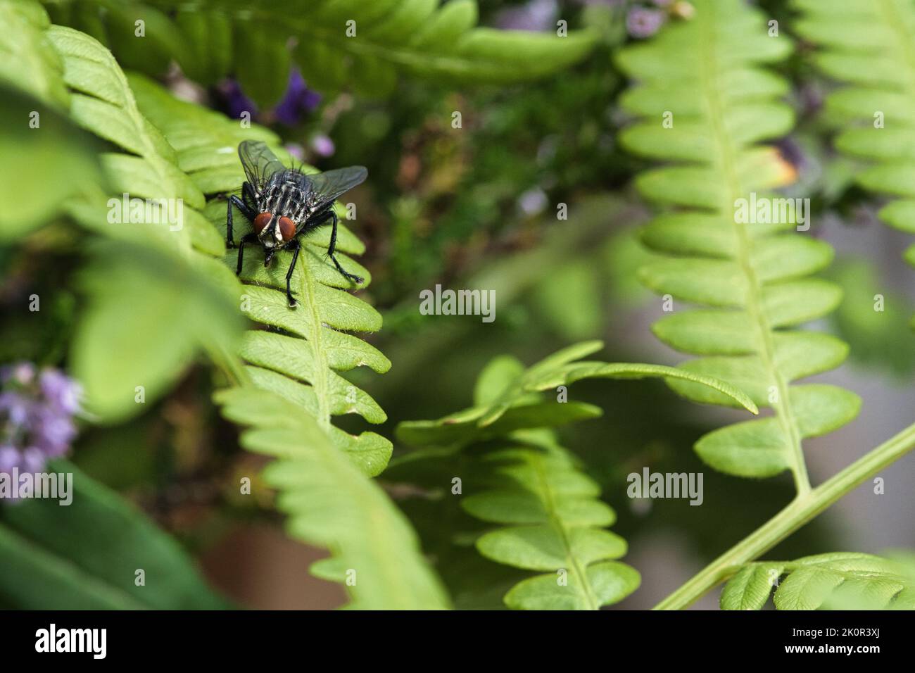 Flesh fly on a green leaf with light and shadow. Hairy legs in black ...